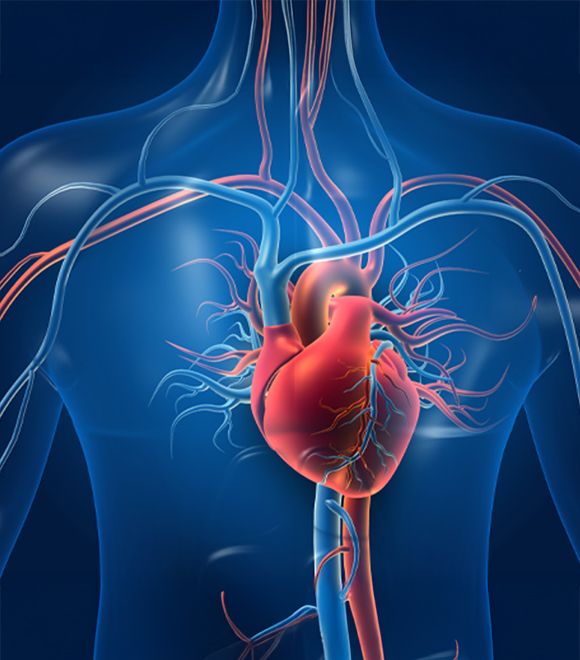 Heart Institute-Aortic Disease Center